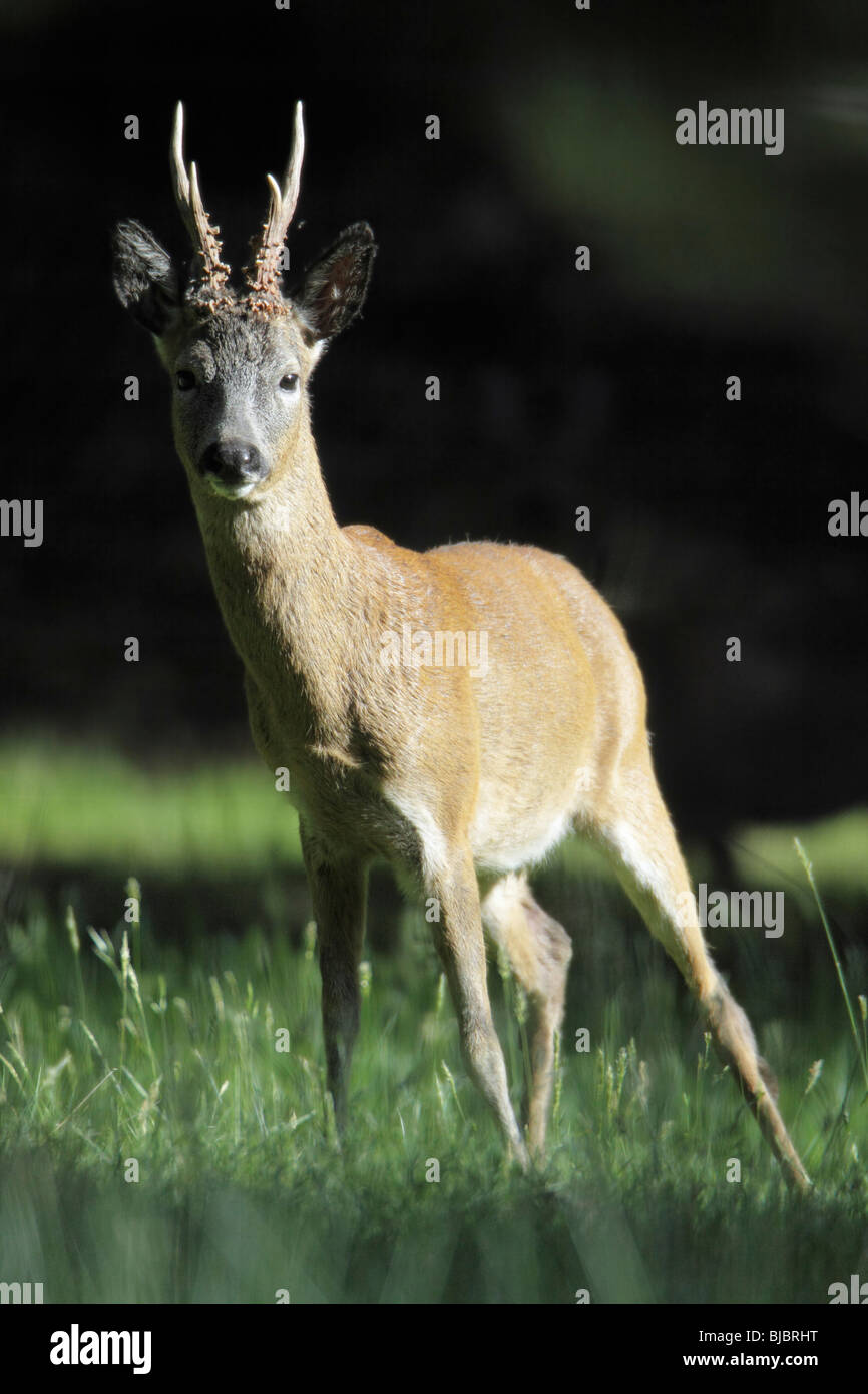 Roe Deer (Capreolus capreolus), Buck standing alert, Germany Stock ...