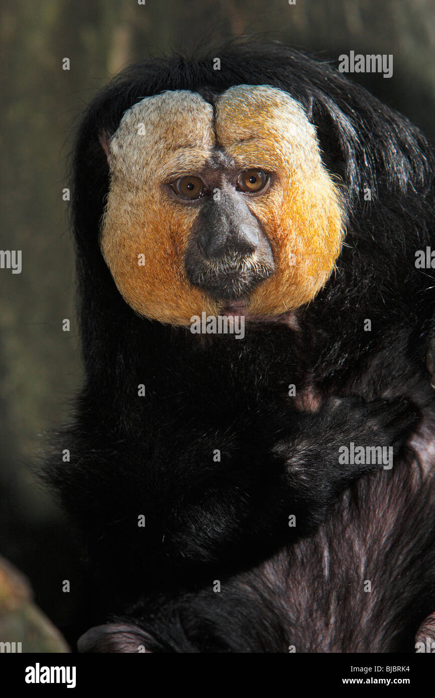 White-faced Sakis (Pithecia pithecia), male, portrait, distribution ...