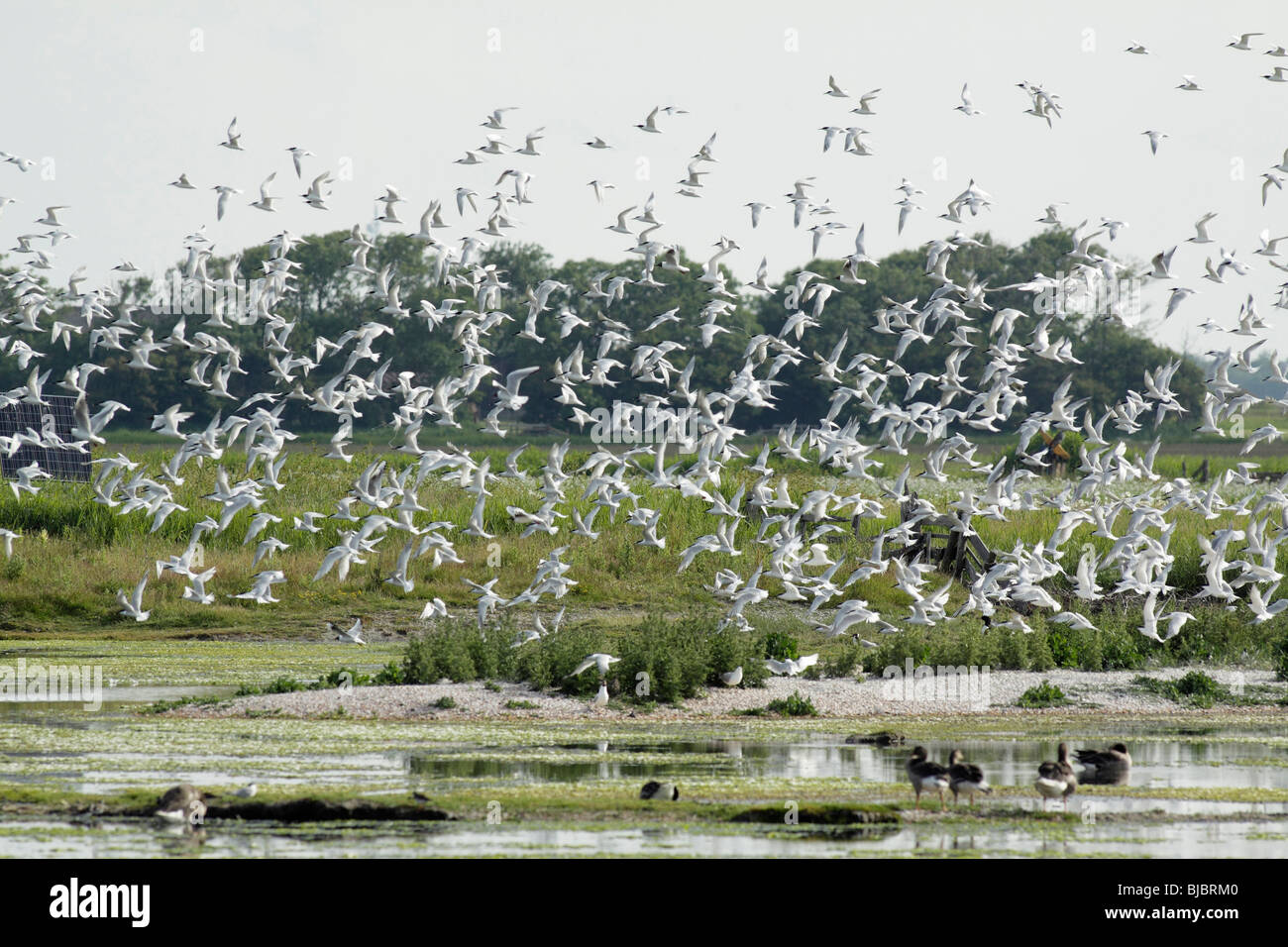 Sandwich Tern (Sterna sandvicensis), flock flying over breeding colony ...