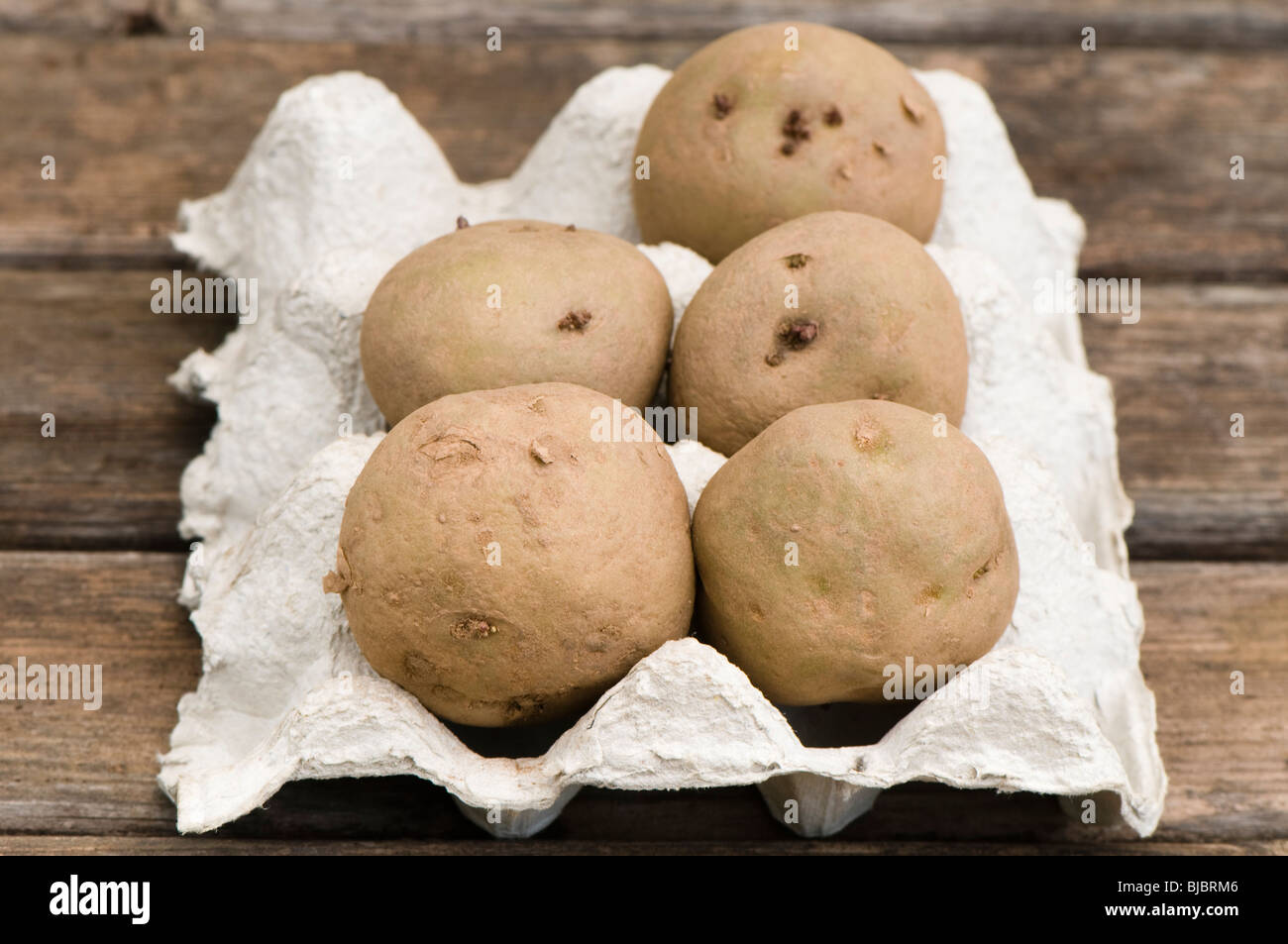 Foremost, first early crop seed potatoes in a cardboard egg tray Stock ...