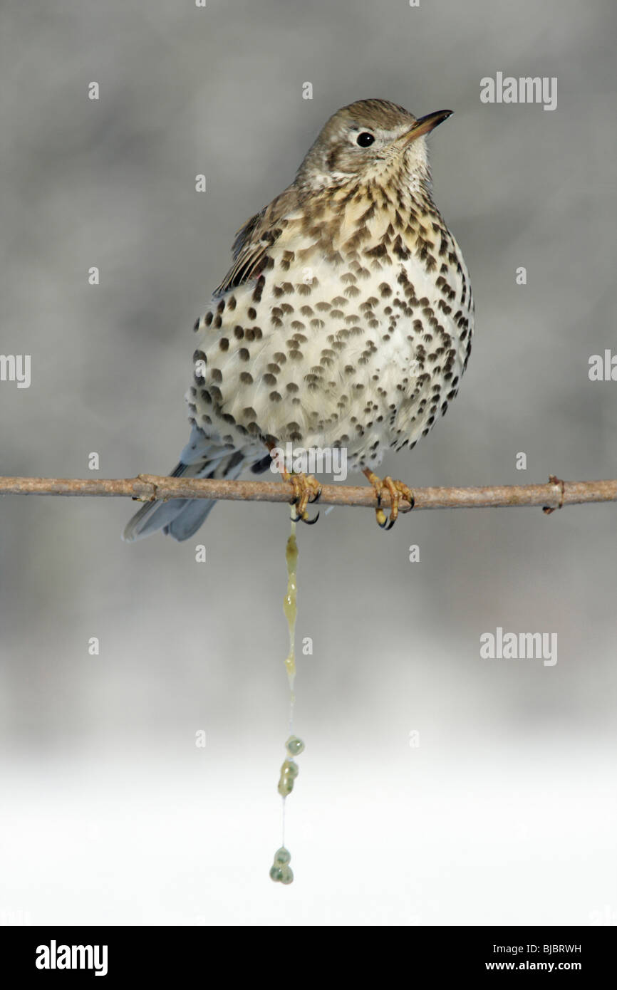Mistletoe berries thrush hi-res stock photography and images - Alamy
