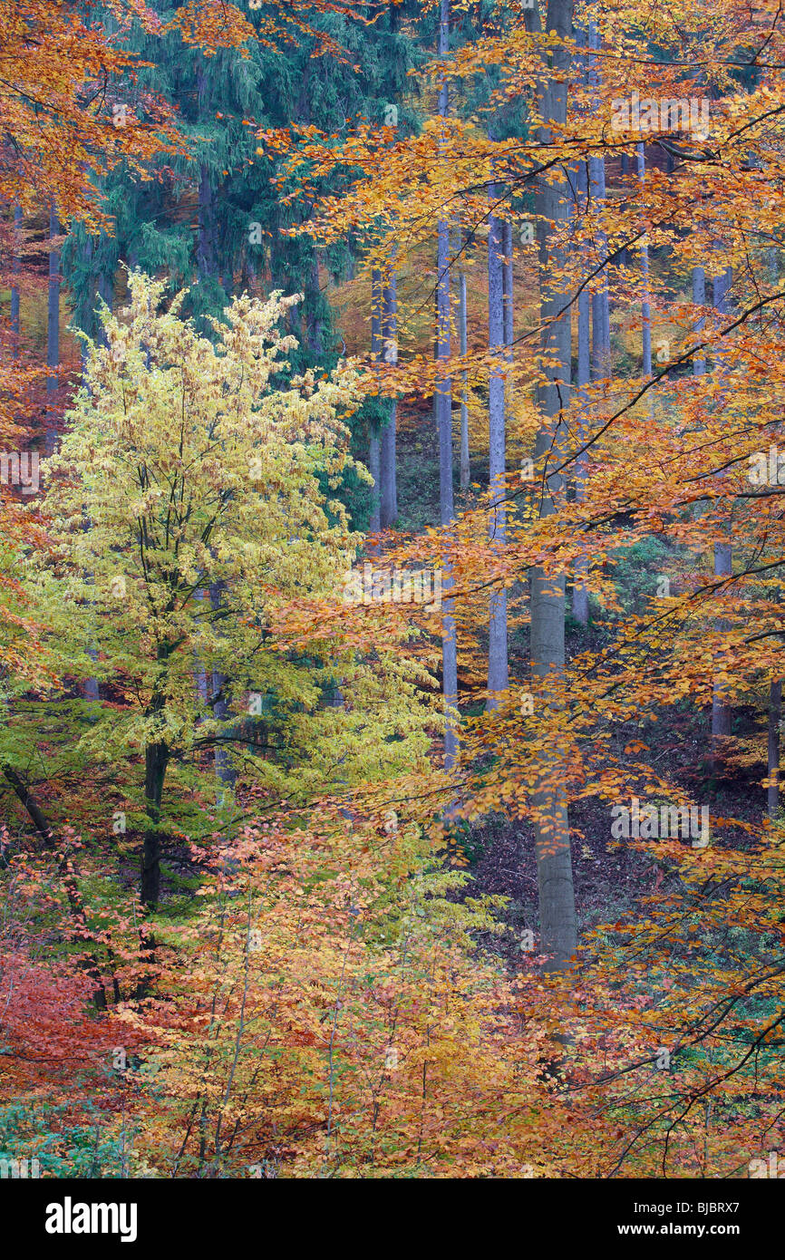 Colour in forest hi-res stock photography and images - Alamy