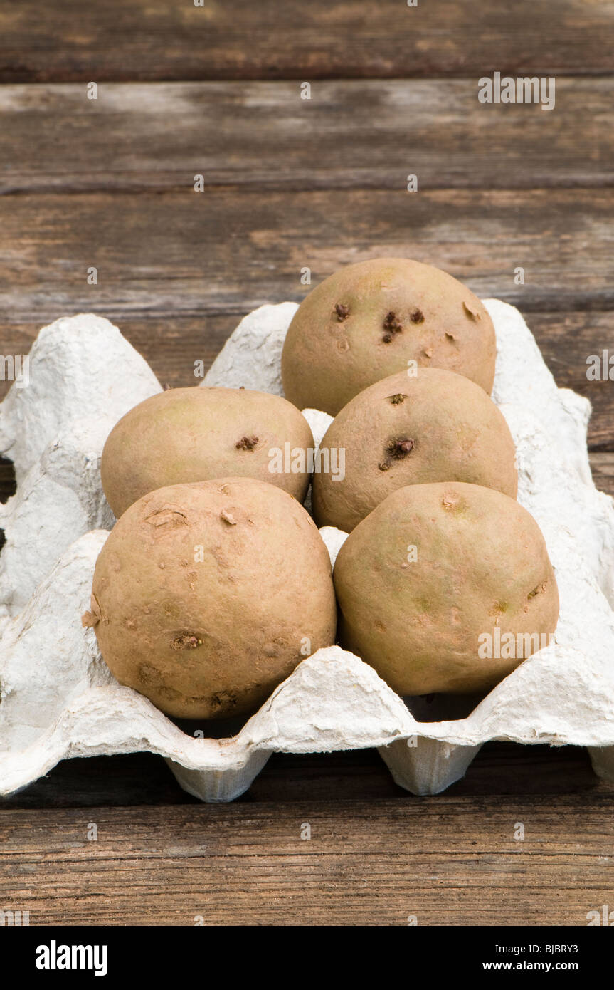 Foremost, first early crop seed potatoes in a cardboard egg tray Stock ...