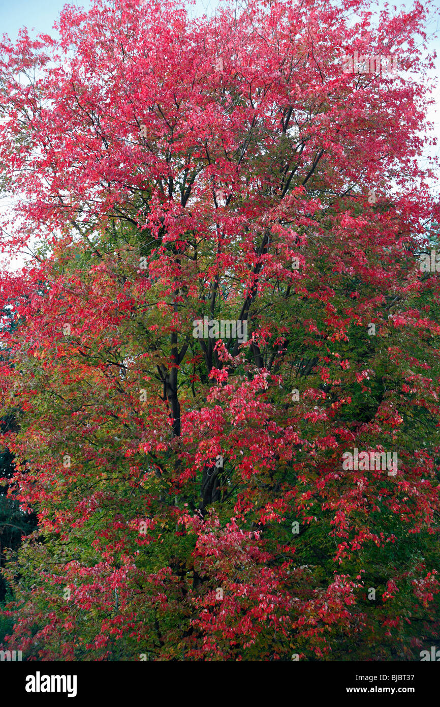 Red Maple (Acer rubrum), showing autumn colour, Germany Stock Photo - Alamy