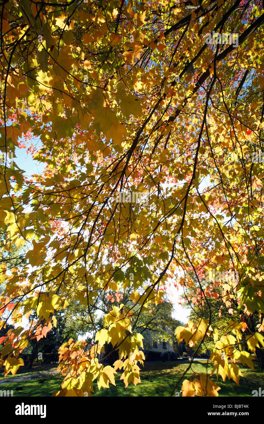 Red Maple (Acer rubrum), crown showing autumn colour, Germany Stock ...