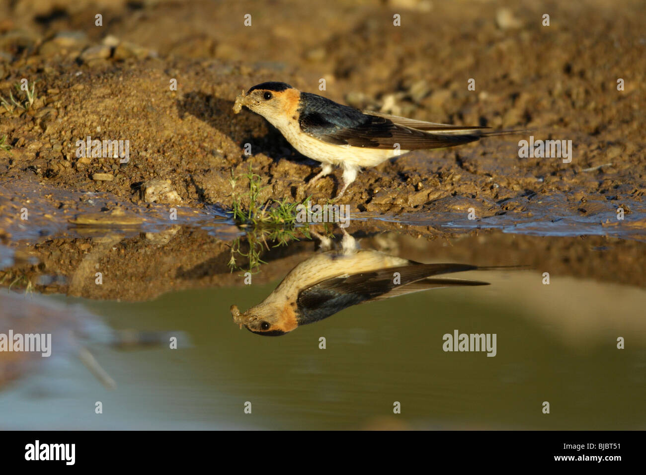 Red-Rumped Swallow (Hirundo daurica), collecting nest material from ...