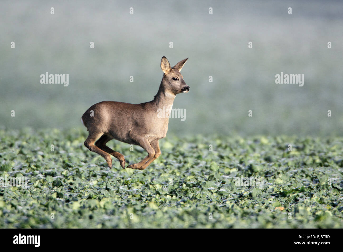Roe Deer (Capreolus capreolus), running and leaping, Germany Stock ...