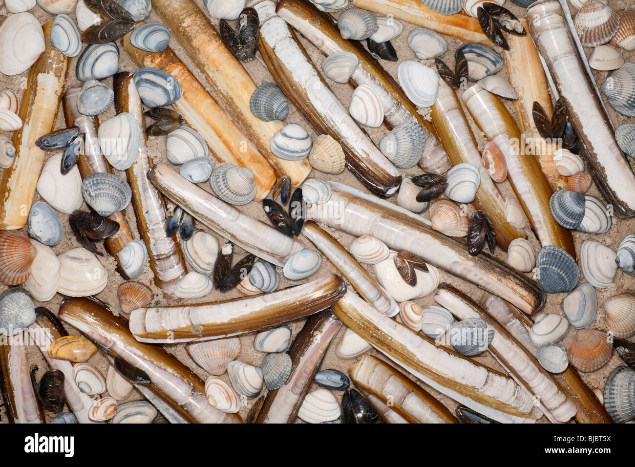 And shells High Resolution Stock Photography and Images - Alamy