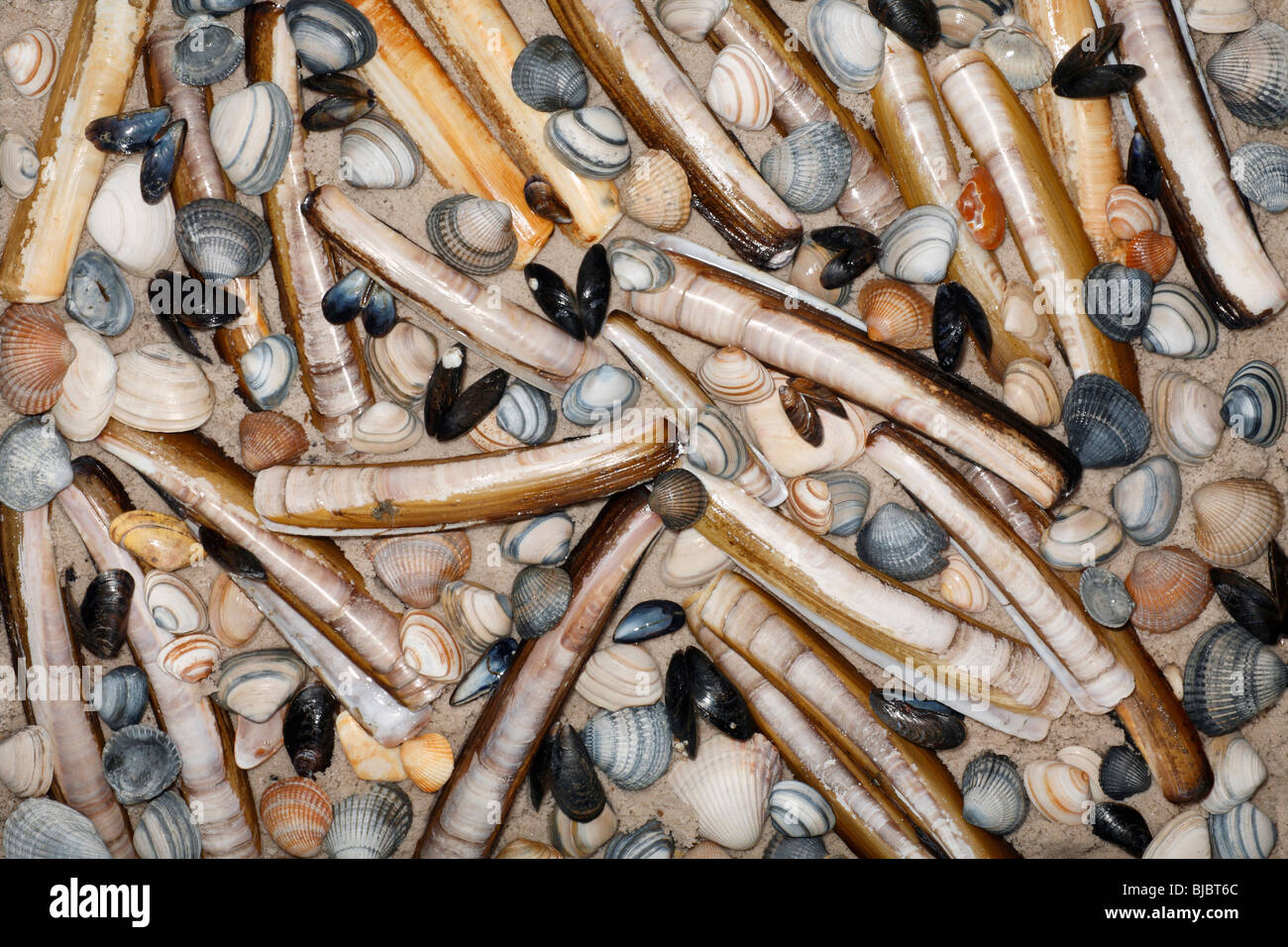 Razor shells (Enis siliqua) Baltic Tellin (Macoma balthica) Common ...