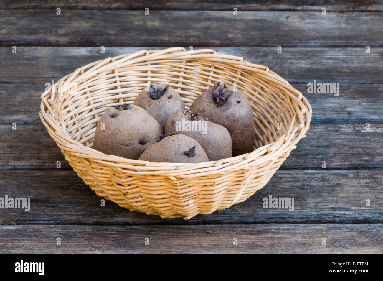 Edzell Blue potato tubers, a second early blue skinned potato in a ...
