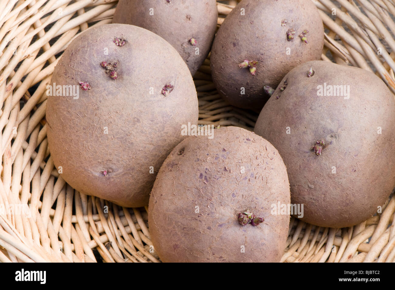 First Early Potato Crop High Resolution Stock Photography and Images ...