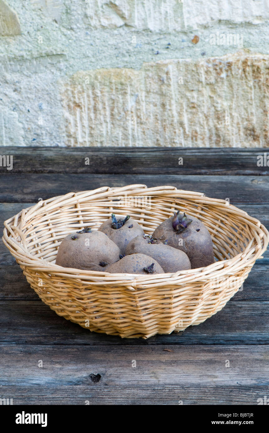 Blue skinned potato hi-res stock photography and images - Alamy