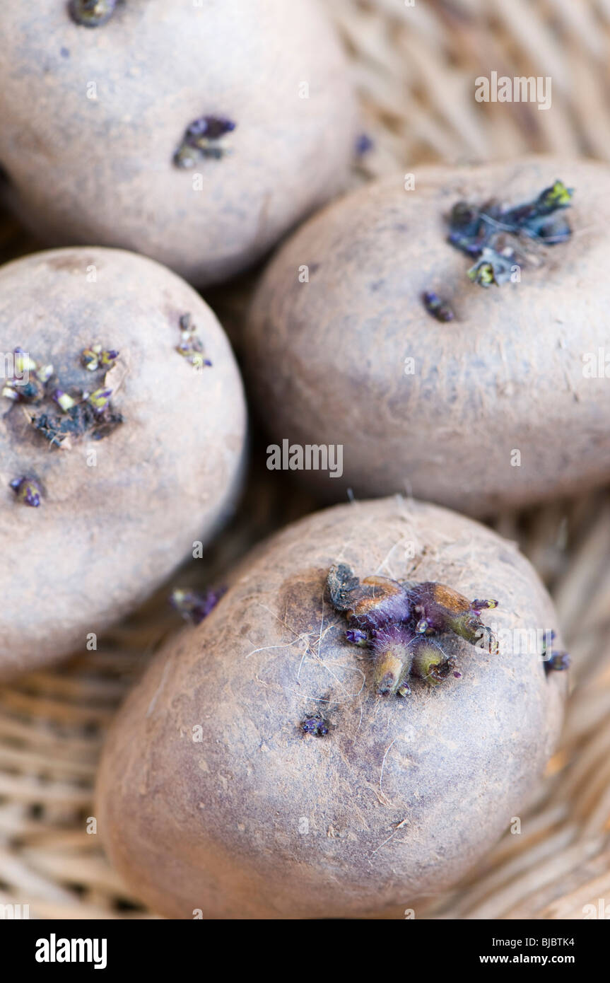 Potato blue variety hi-res stock photography and images - Alamy