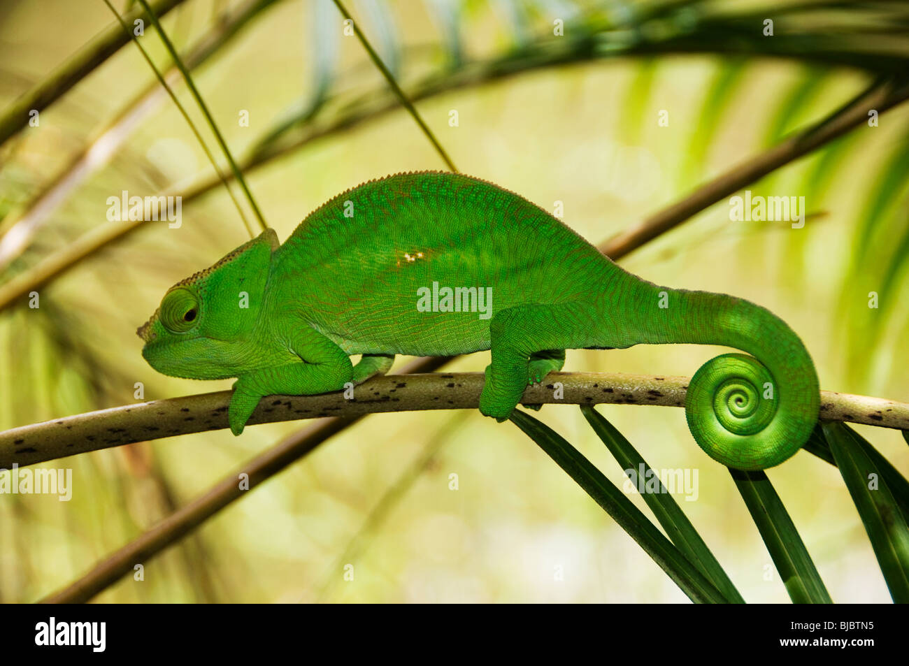 Tail coiled hi-res stock photography and images - Alamy