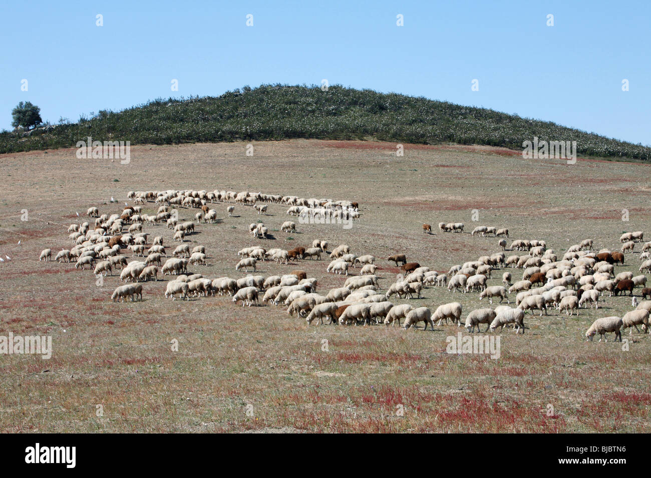Merino sheep hi-res stock photography and images - Alamy