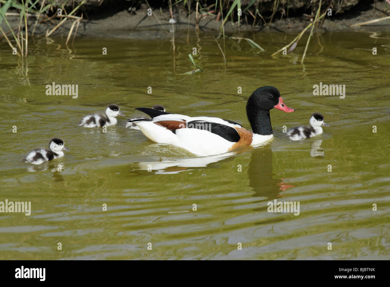 Baby shelduck hi-res stock photography and images - Alamy