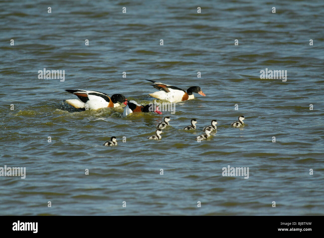 Fighting Shelducks High Resolution Stock Photography and Images - Alamy