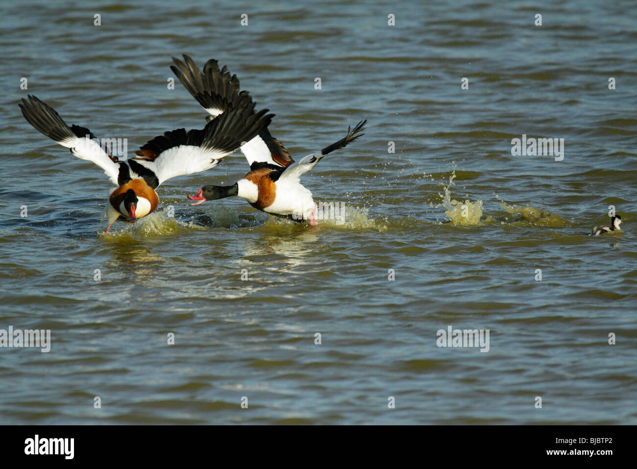 Baby shelduck hi-res stock photography and images - Alamy
