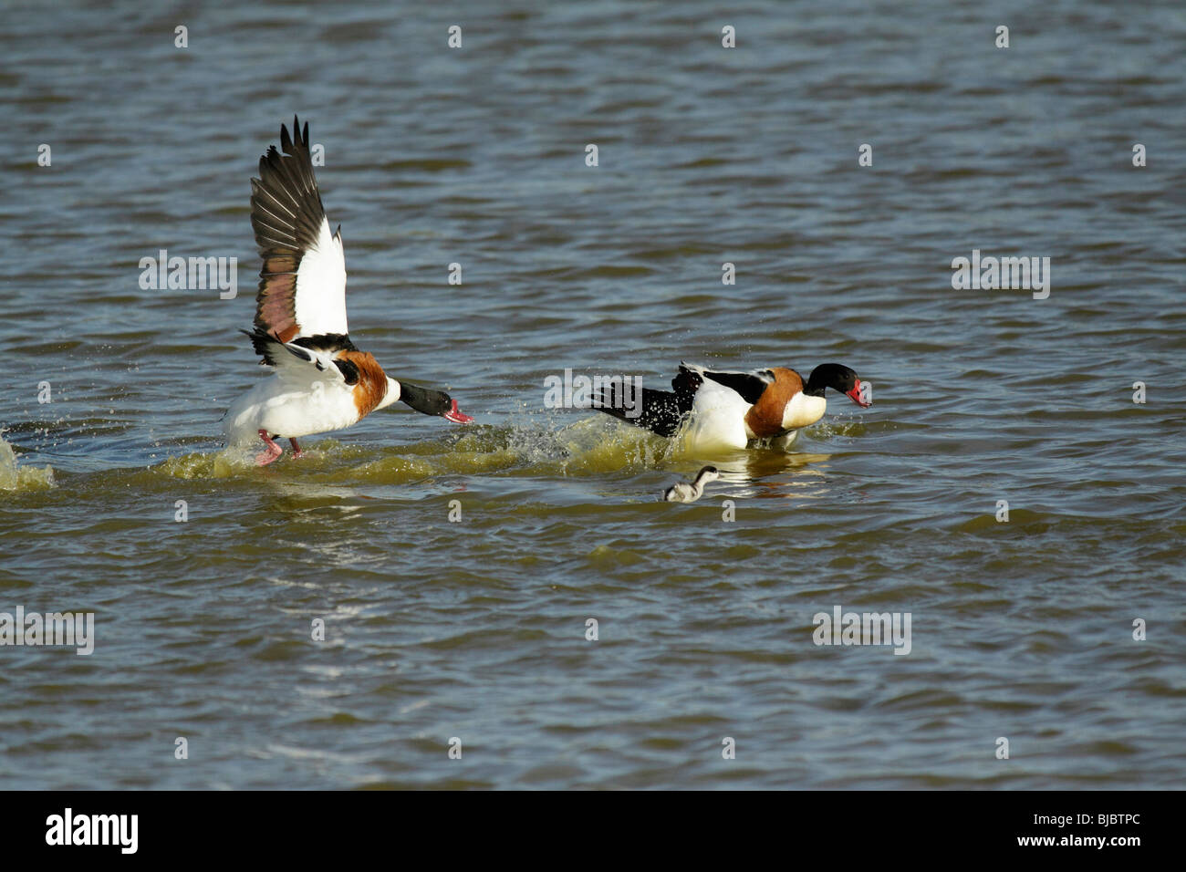 Baby shelduck hi-res stock photography and images - Alamy