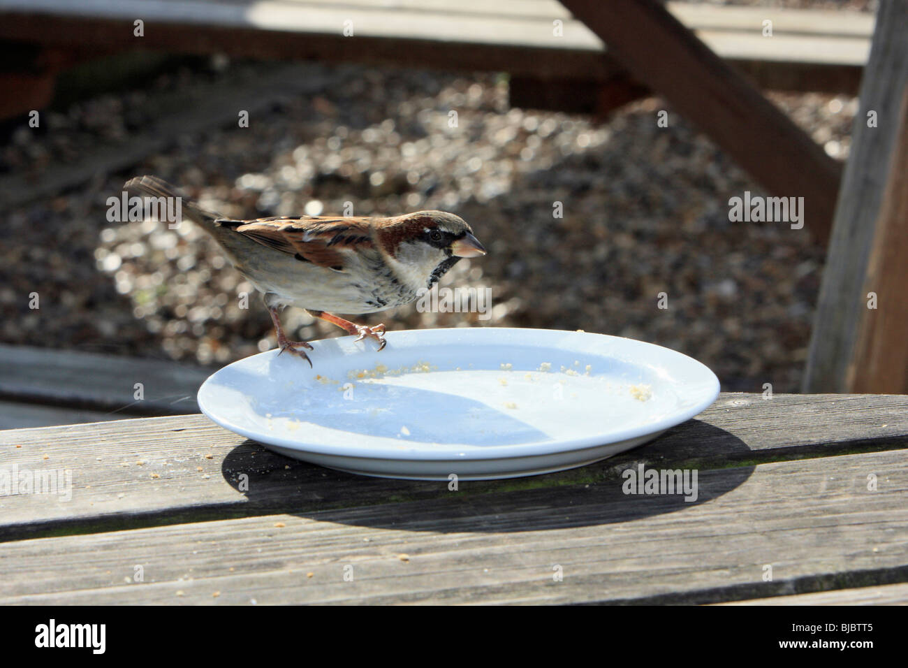 Food on bird table hi-res stock photography and images - Alamy
