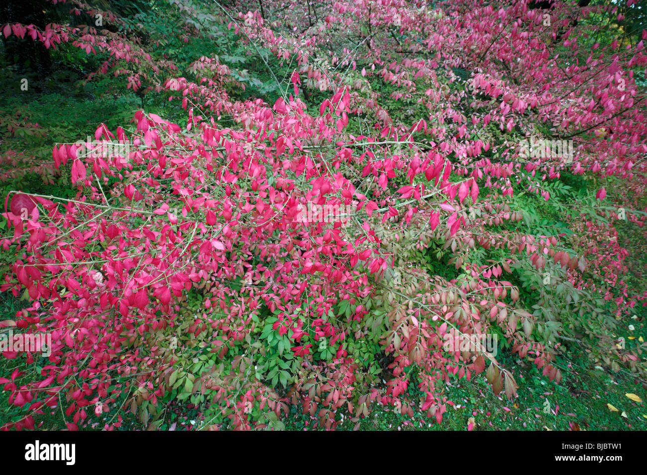 Spindle Tree (Euonymus europaeus), bush showing autumn colour, Germany ...