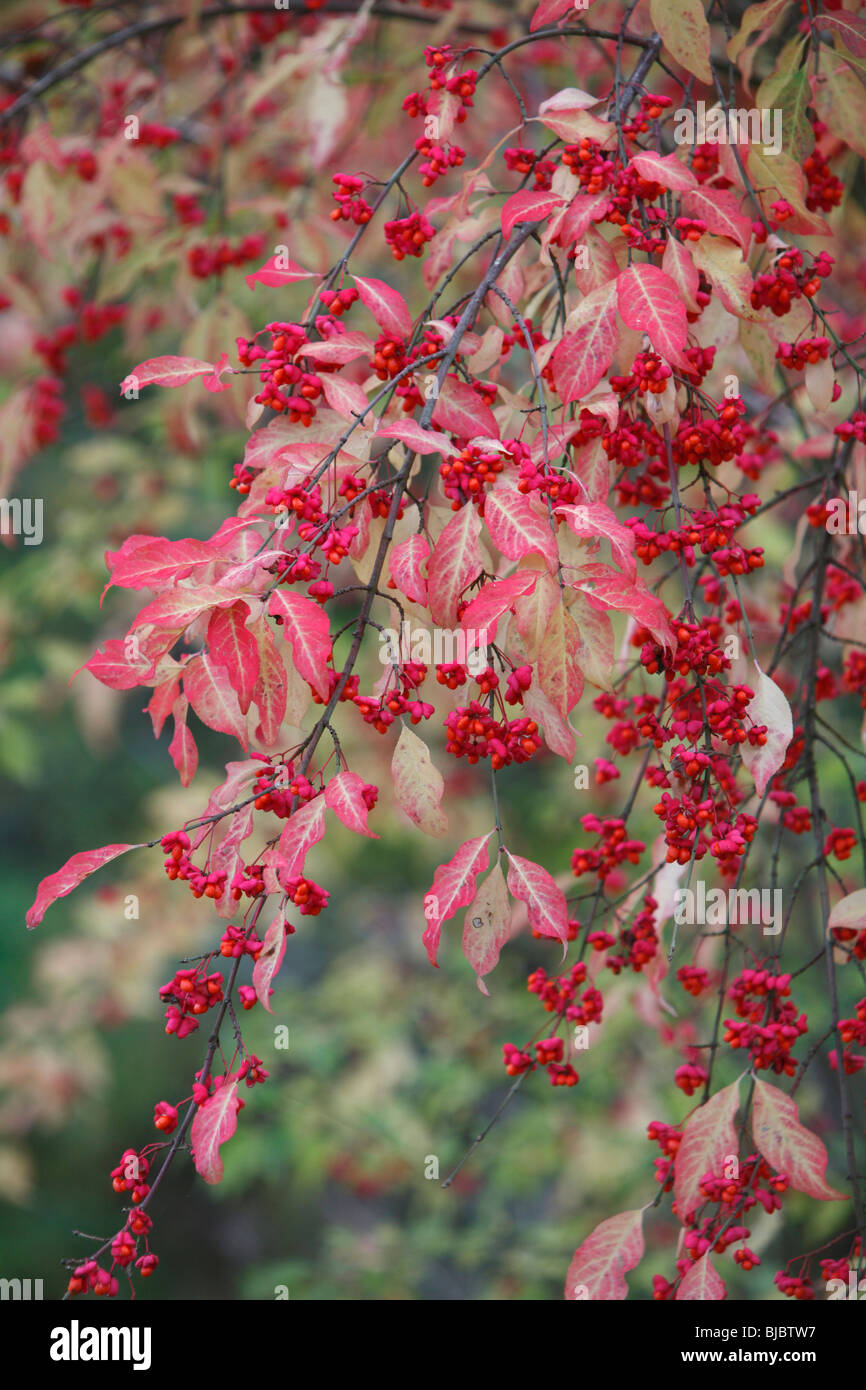 European spindle leaves hi-res stock photography and images - Alamy