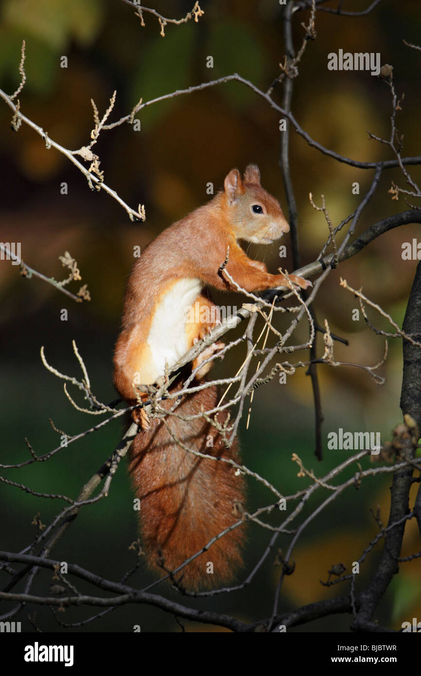 Squirrel autumn tree hi-res stock photography and images - Alamy