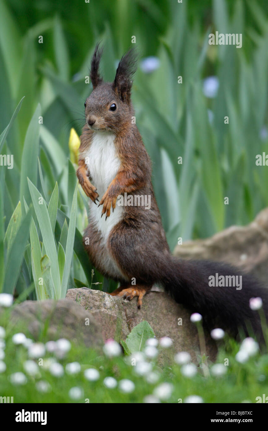 European Red Squirrel (Sciurus vulgaris), standing upright alert, on ...