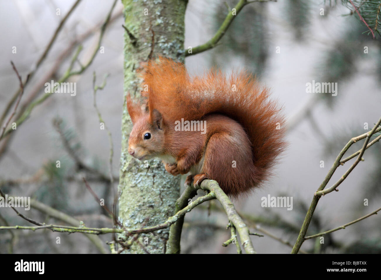 European Red Squirrel (Sciurus vulgaris), sitting on branch, resting ...