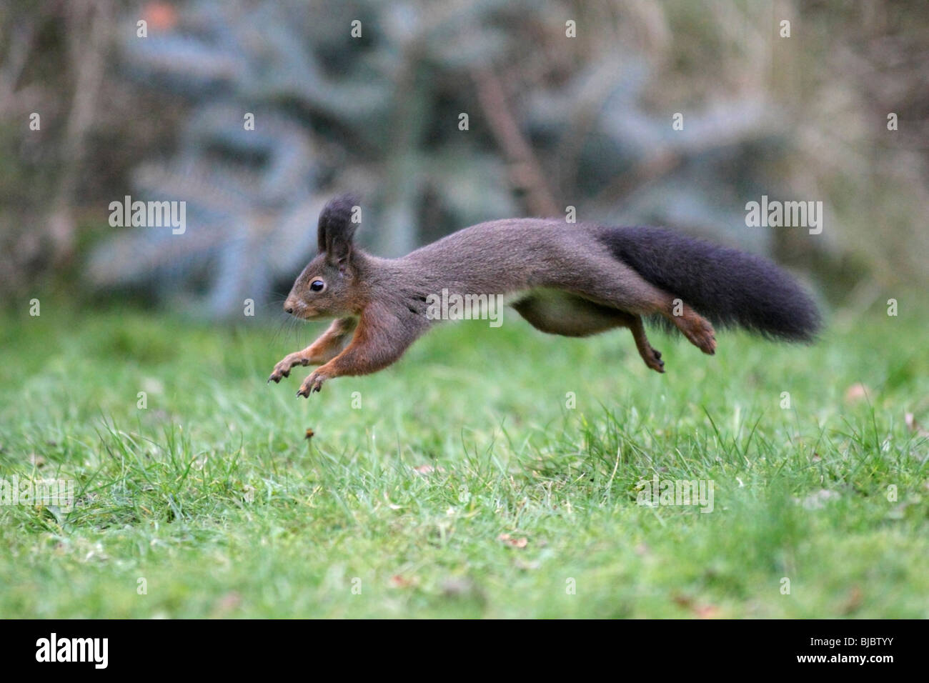Squirrel Running High Resolution Stock Photography and Images - Alamy
