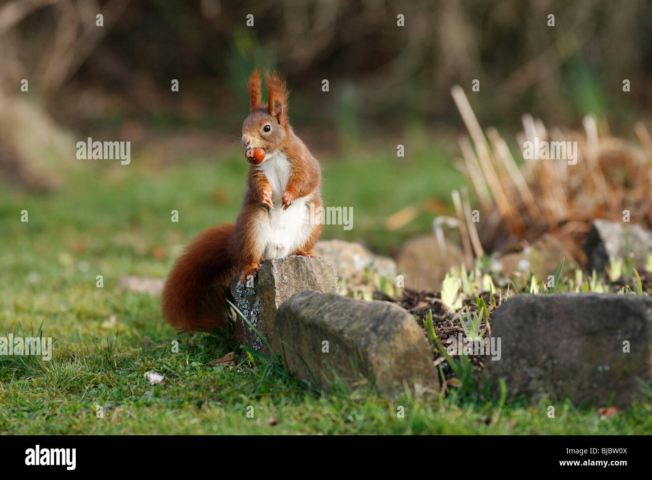 Alert Red Squirrel High Resolution Stock Photography and Images - Alamy