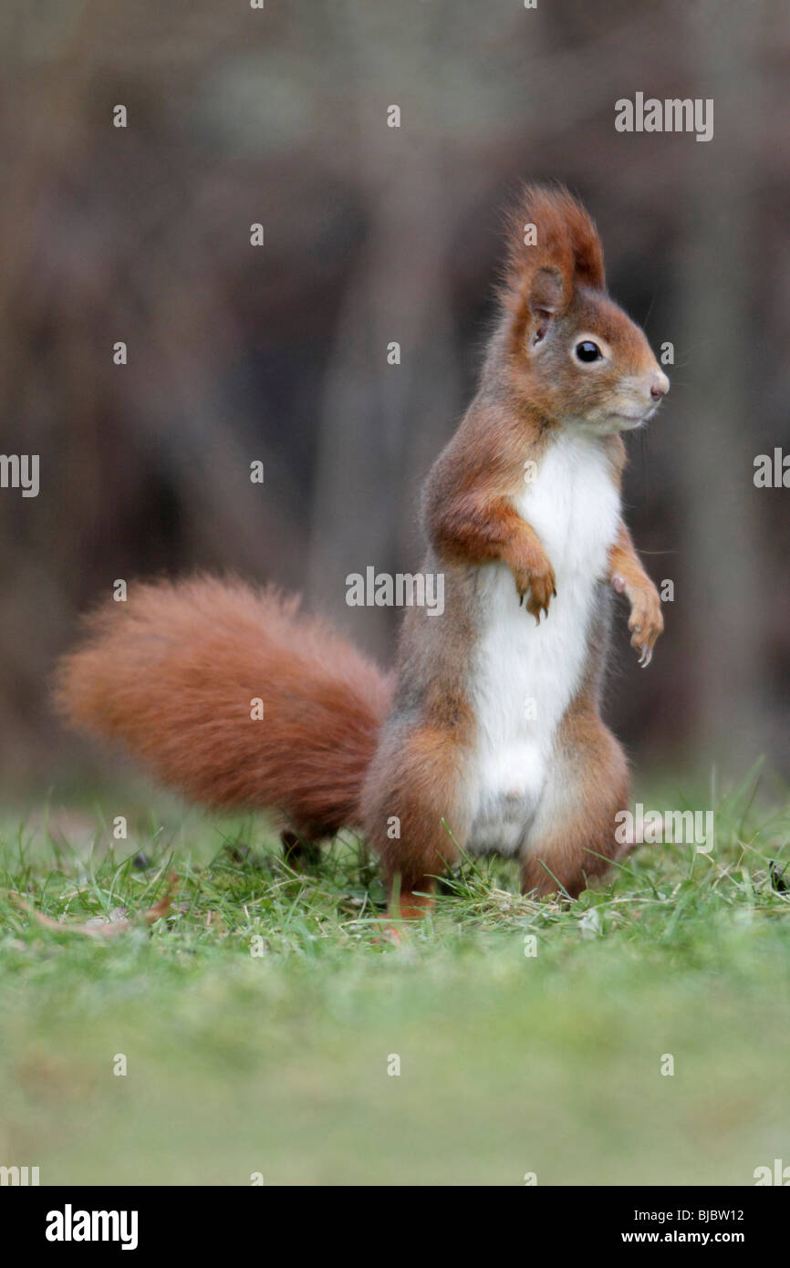 Standing red squirrel hi-res stock photography and images - Alamy