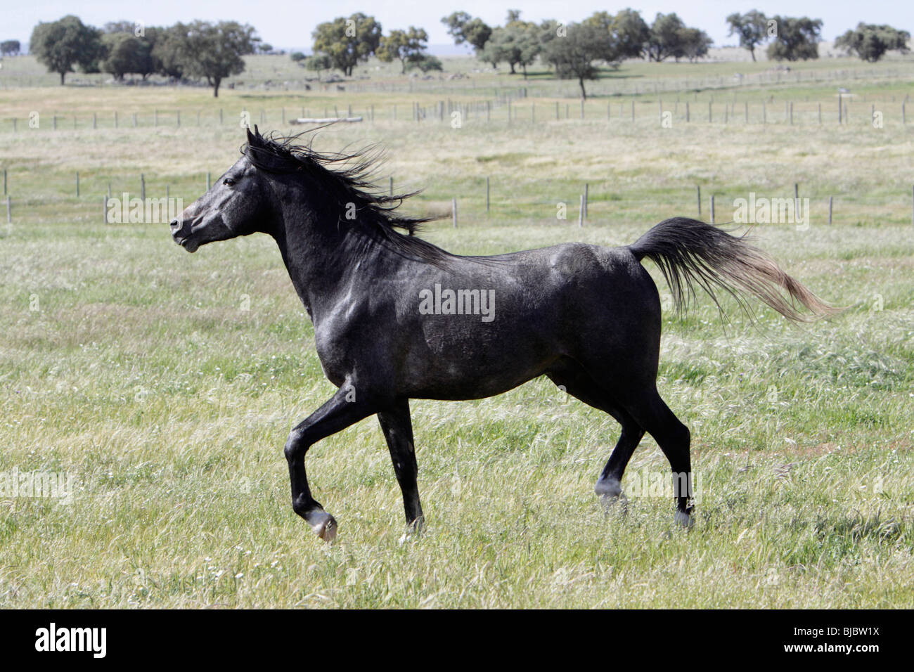 Prancing horses hi-res stock photography and images - Alamy