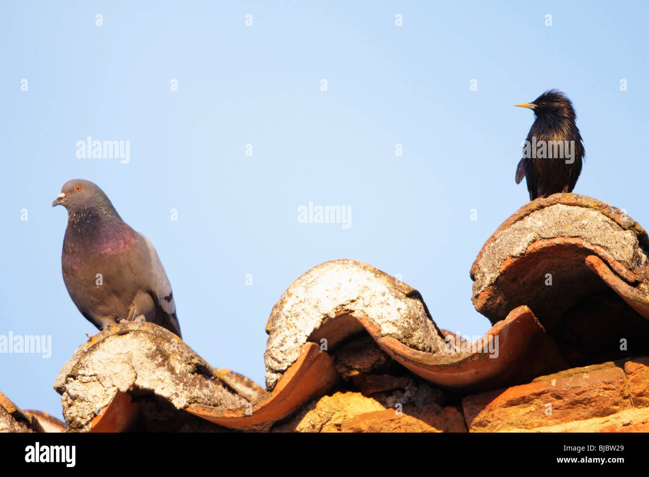 Feral Pigeon and Spotless Starling (Sturnus unicolor), on roof together ...