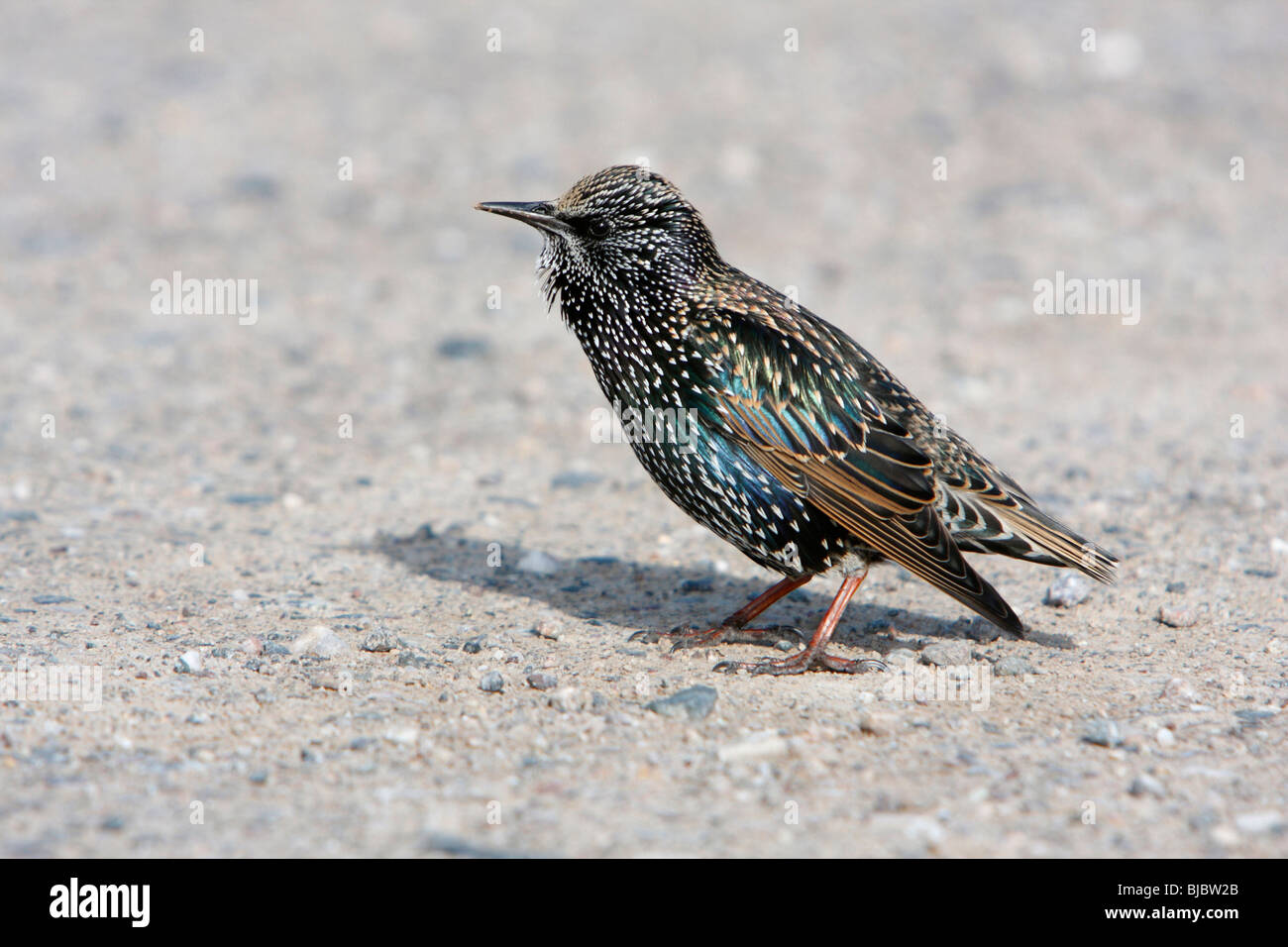 The Starling High Resolution Stock Photography and Images - Alamy
