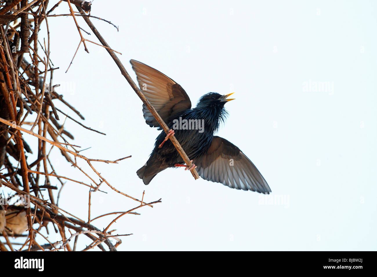 White storks nest hi-res stock photography and images - Alamy