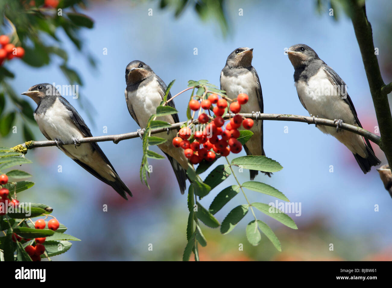 Four 4 birds hi-res stock photography and images - Alamy