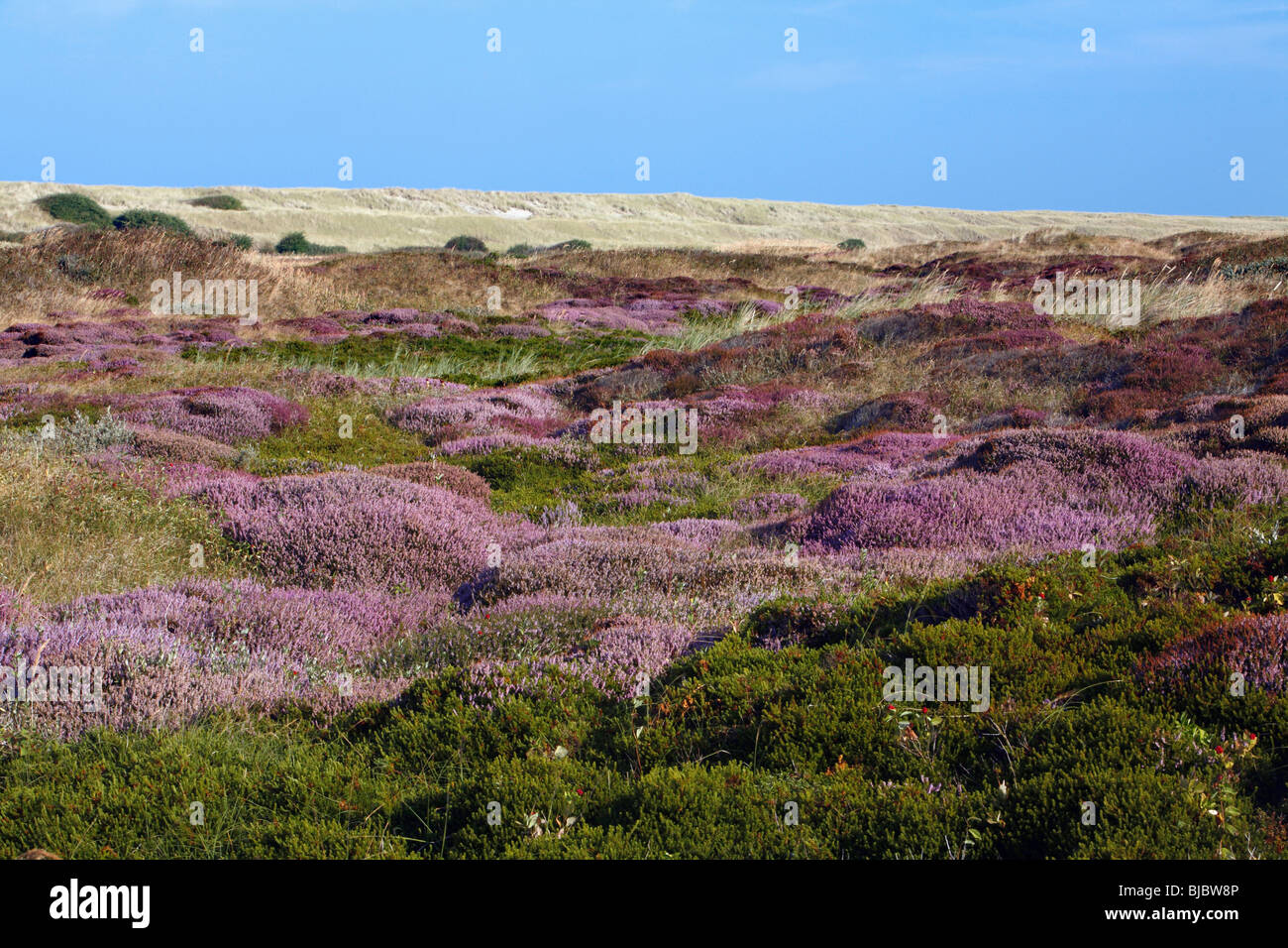 Heather sand hi-res stock photography and images - Alamy
