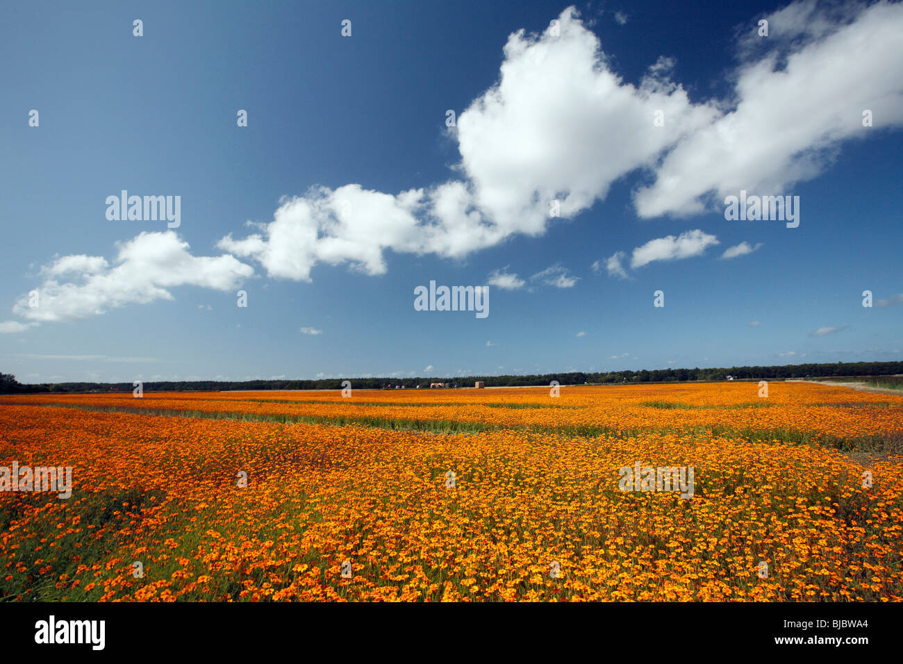 Calendula / Pot Marigold (Calendula officianalis), crop in flower ...