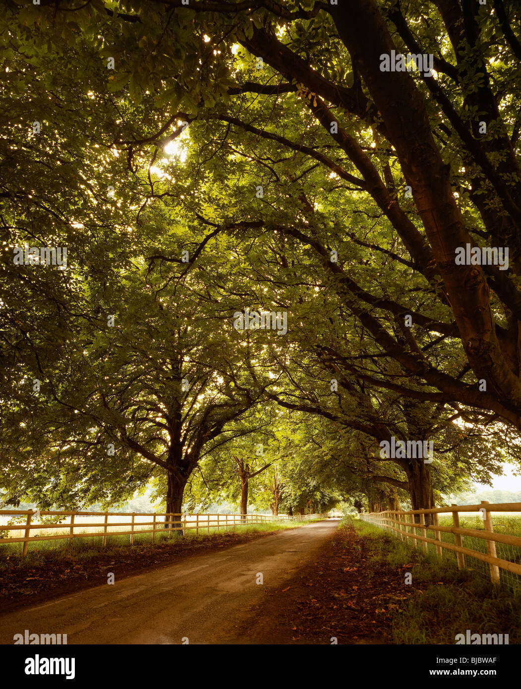 DIRT ROAD IN THE COUNTRY LINED WITH TREES UK Stock Photo - Alamy