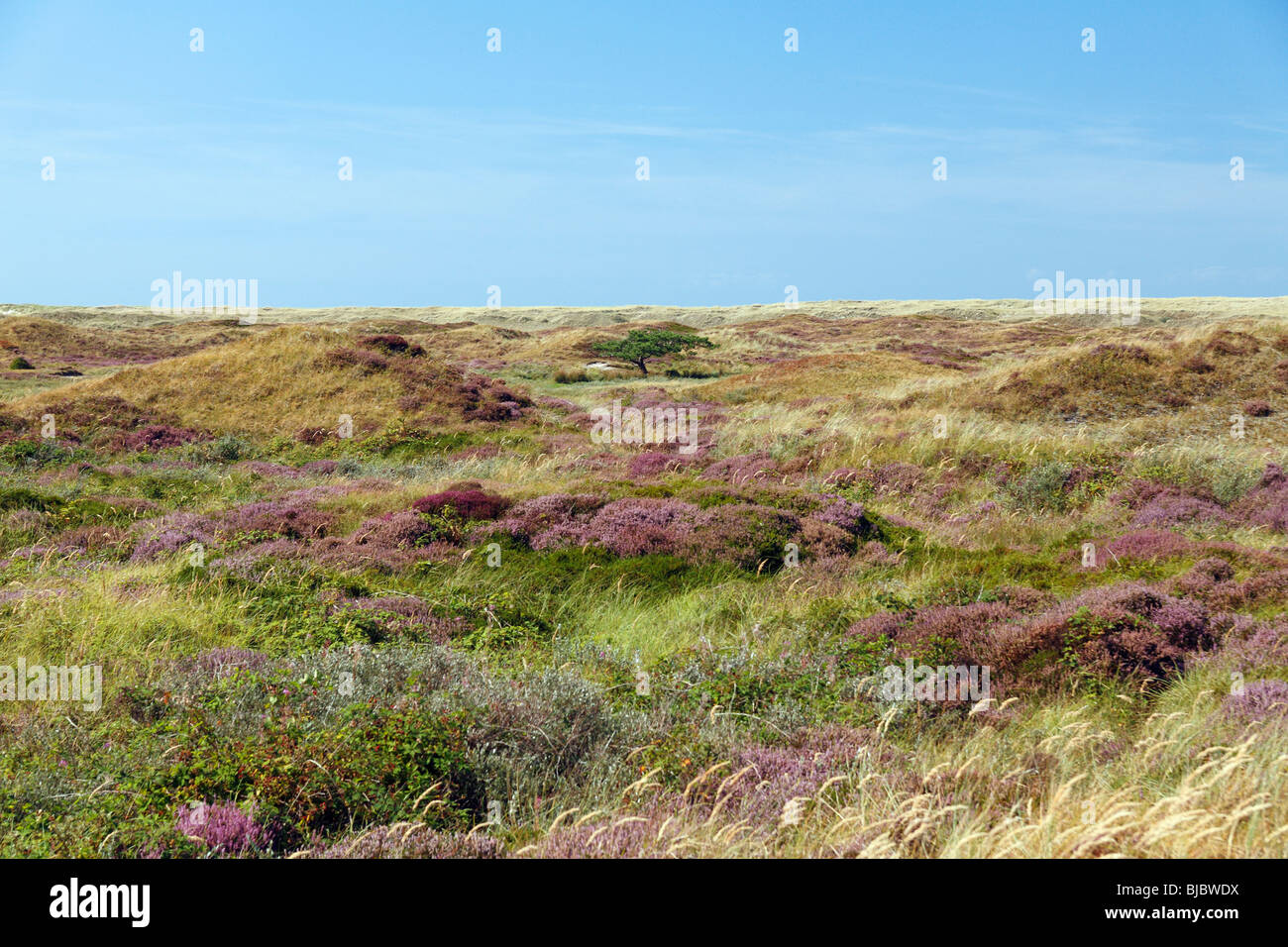 Heather sand hi-res stock photography and images - Alamy