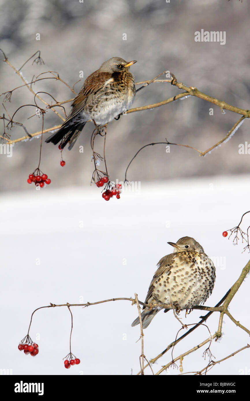 Thrush species hi-res stock photography and images - Alamy