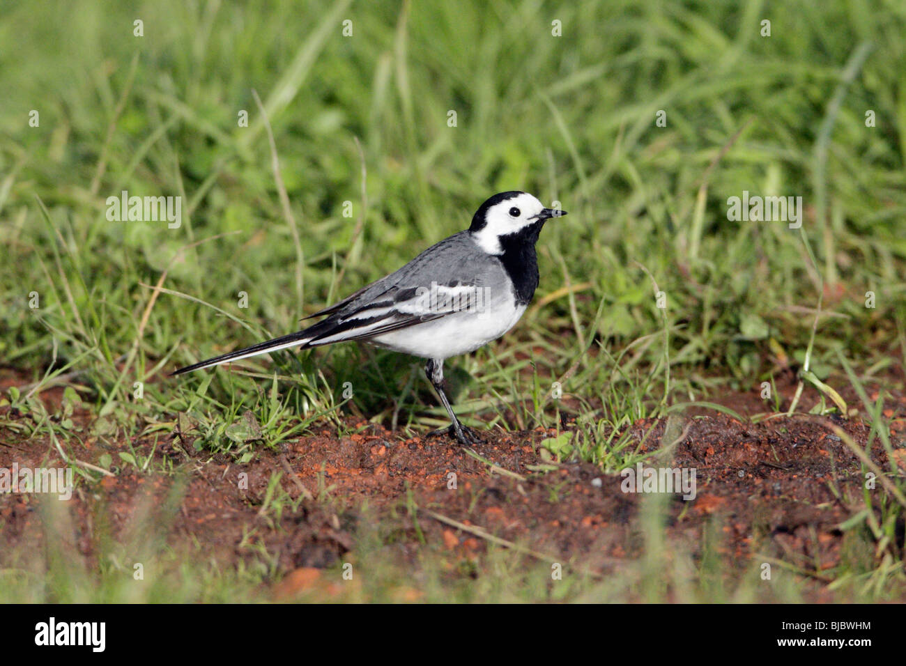 Pied Wagtail (Motacilla alba), on ground, resting, Germany Stock Photo ...