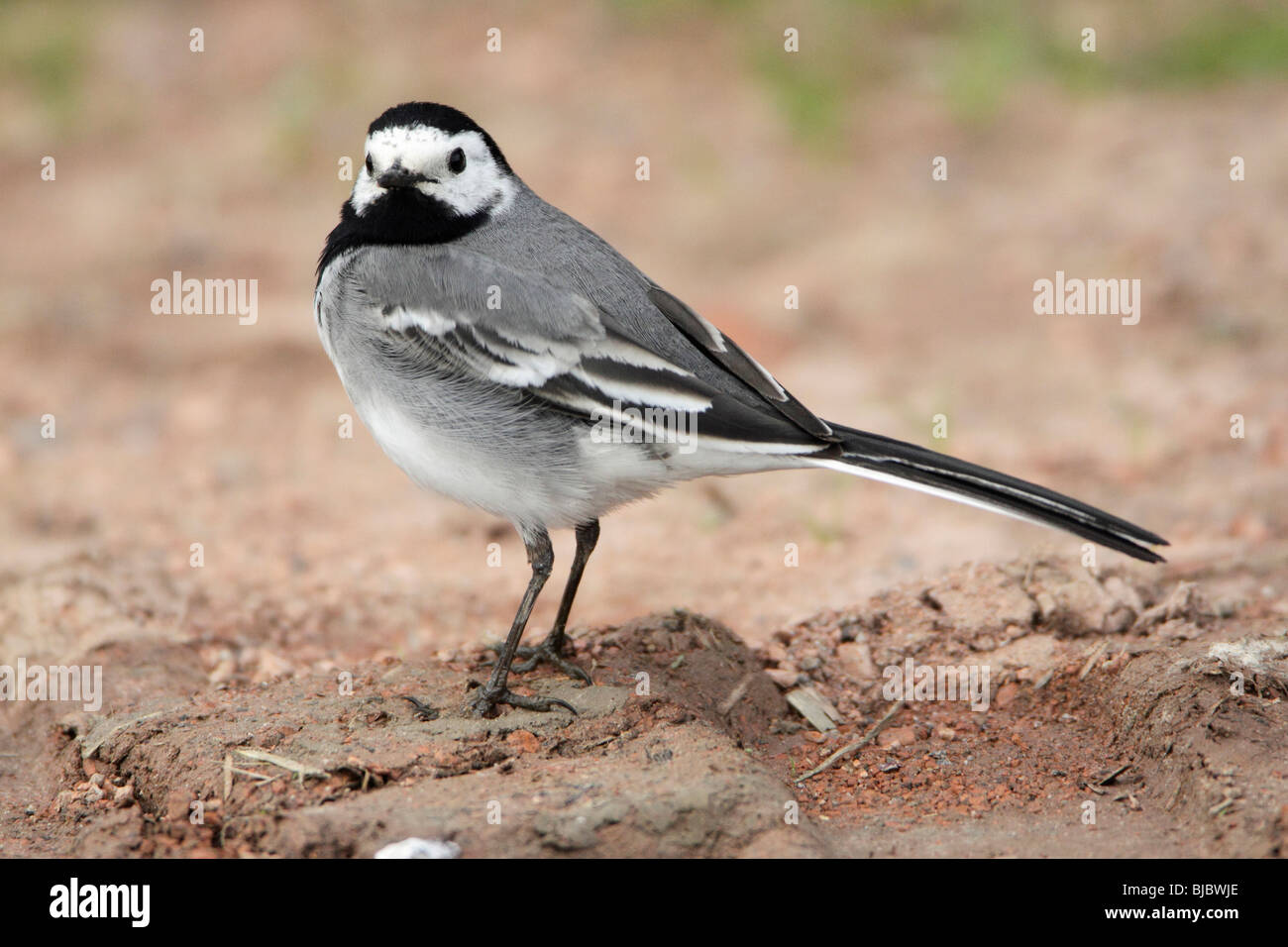 Pied Wagtail (Motacilla alba), on ground, resting, Germany Stock Photo ...