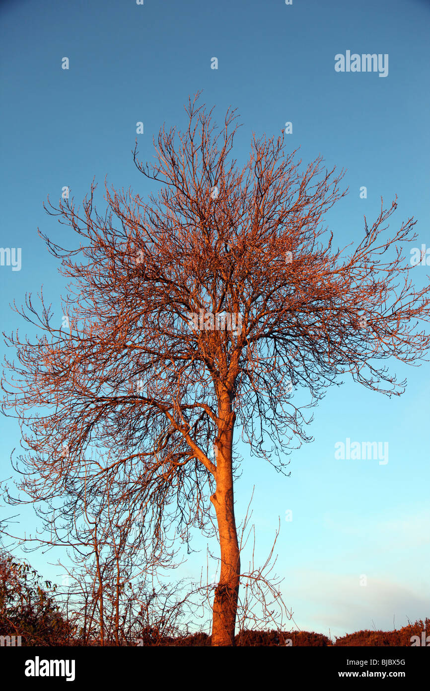 Alder Tree Stock Photos & Alder Tree Stock Images - Alamy