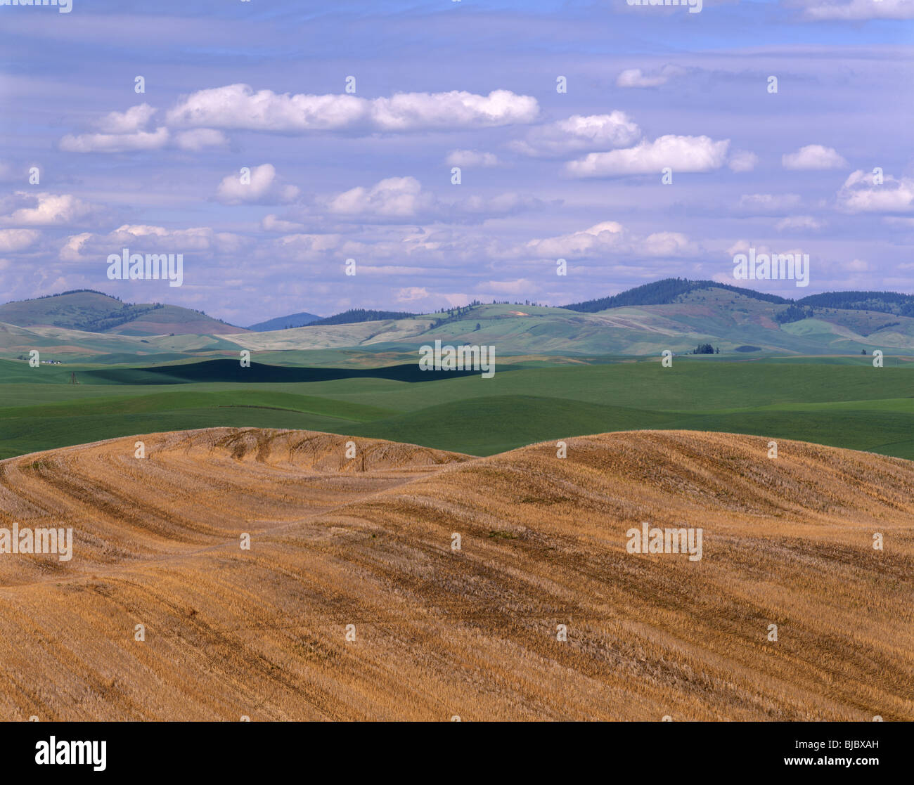 WASHINGTON - Wheat fields in the fertile Palouse Region of Eastern ...