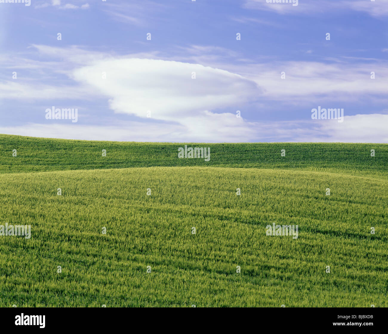 WASHINGTON - Wheat fields in the fertile Palouse Region of Eastern ...