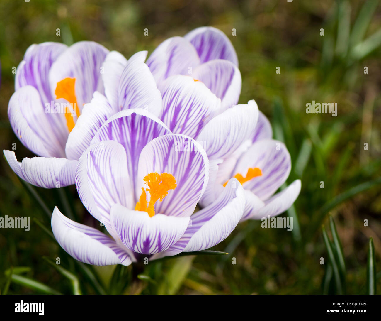 Crocus with striped leaves hi-res stock photography and images - Alamy