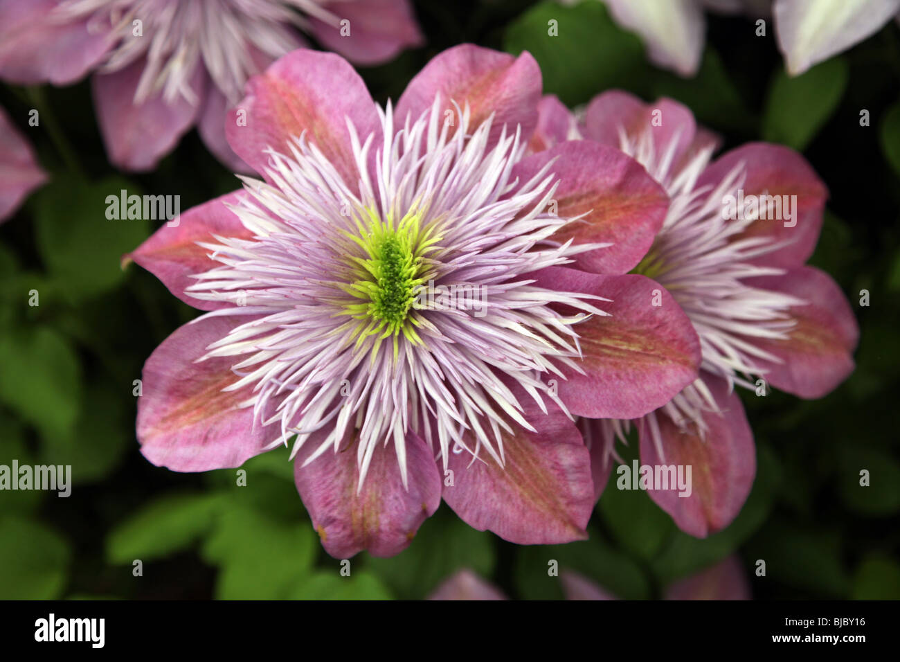 Clematis josephine hi-res stock photography and images - Alamy