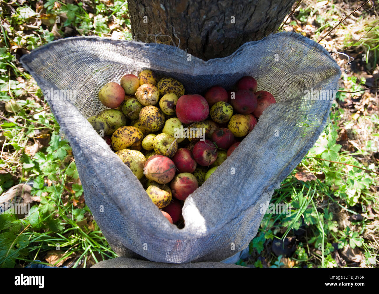 Cider apples in sack at harvest time in orchard of Frank Naish ...